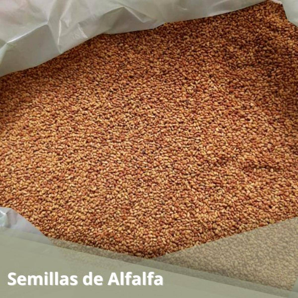 Semilla de Alfalfa Monarca Grupo 8 - Agroads