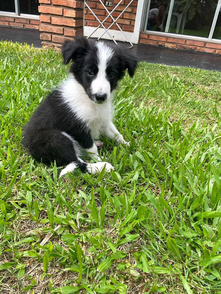 Cachorro Border Collie Puro - Agroads (cod: 915835)