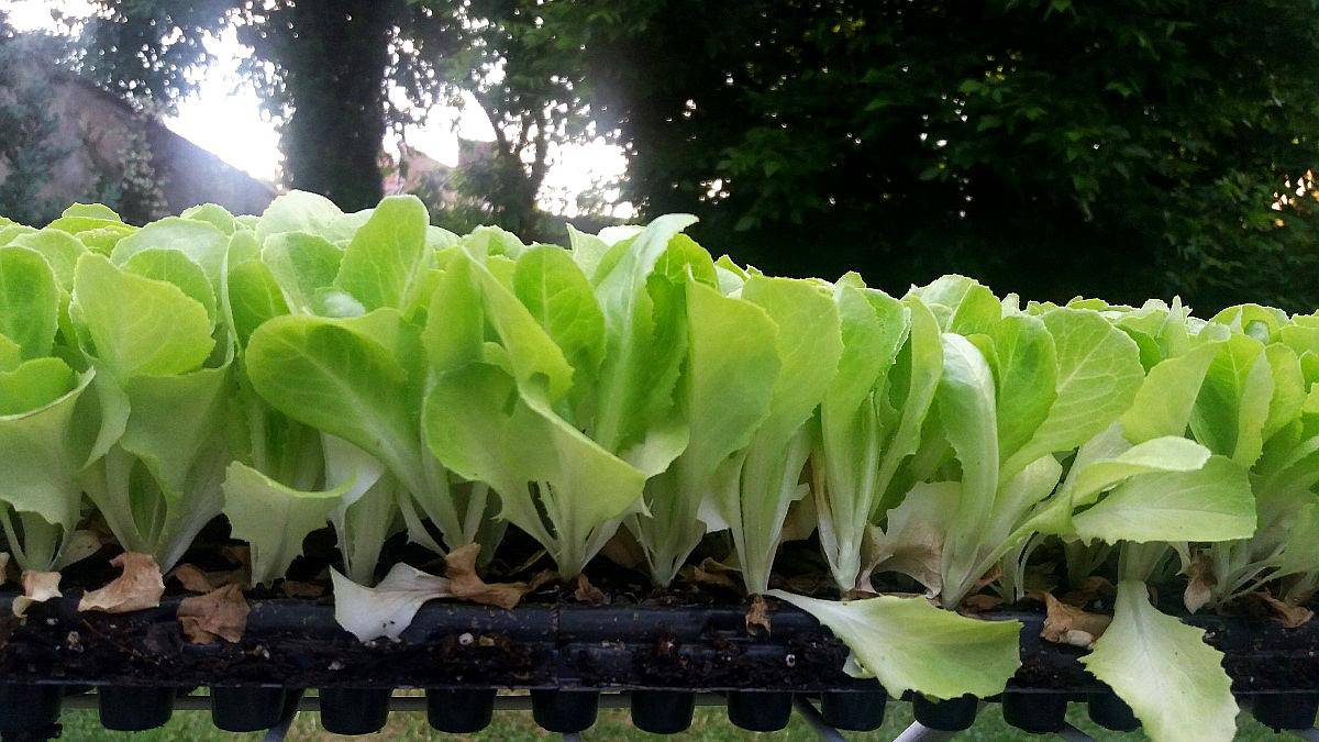 Venta de Plantines para Huerta(lechuga, Repollo, Verdeo,etc) - Agroads