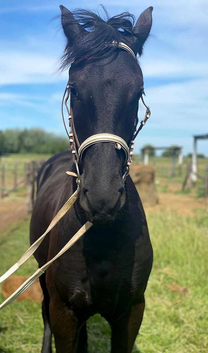 Caballo Frison Registrado (potrillo) - Agroads (cod: 952683)