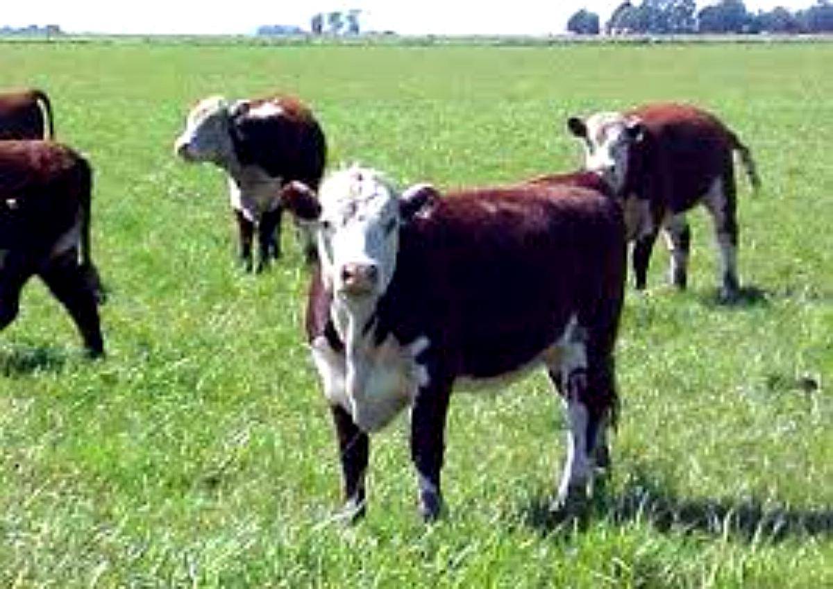 Vacas Polled Hereford Rodeo de Cría Completo - Agroads (cod: 693315)