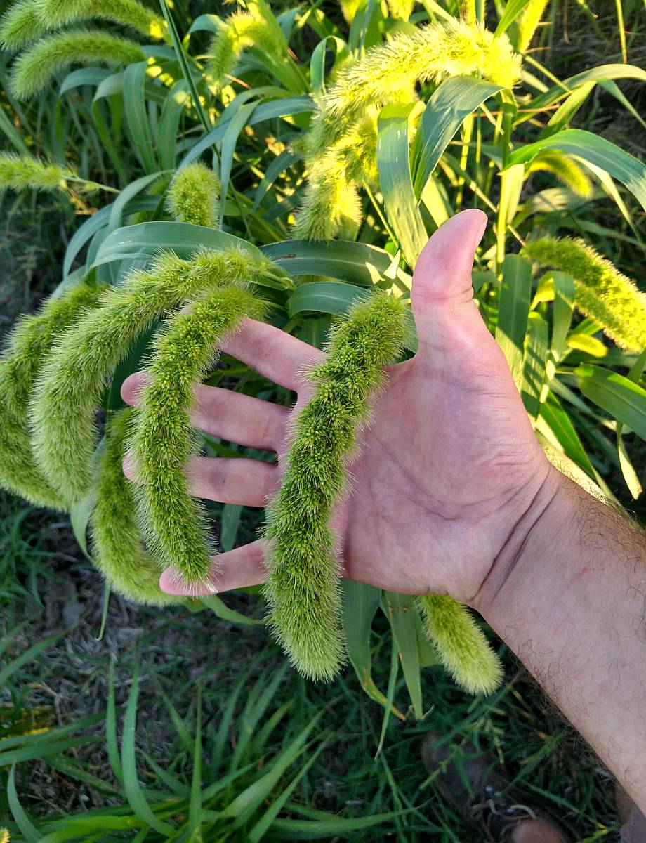 Se Vende Semilla de Moha - $ 70 - Agroads