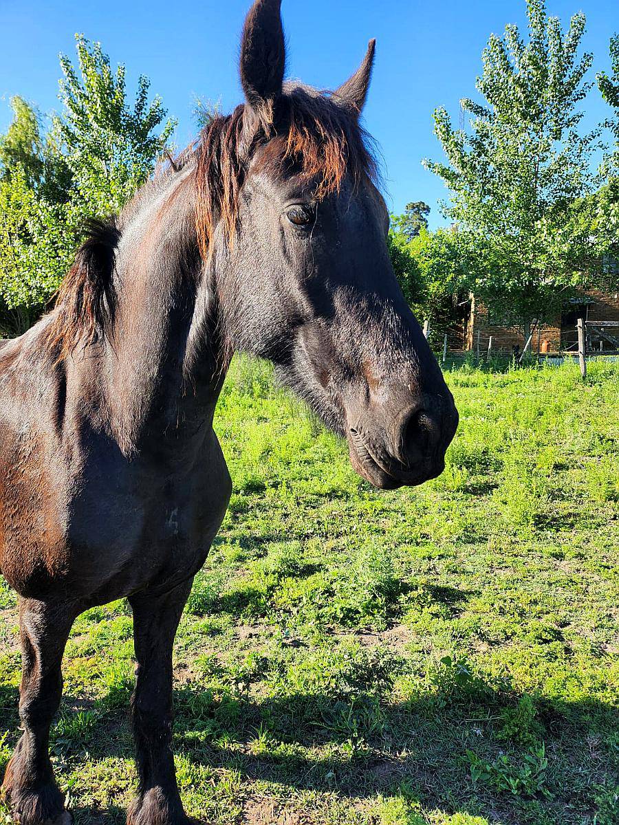 Caballo Frison Registrado (potrillo) - Agroads