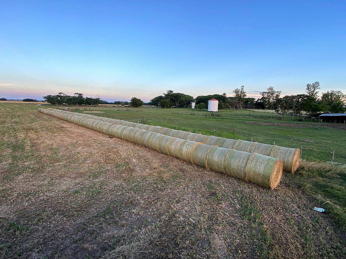 Rollos de Pasto Natural, Rollos de Sorgo (picados) - Agroads