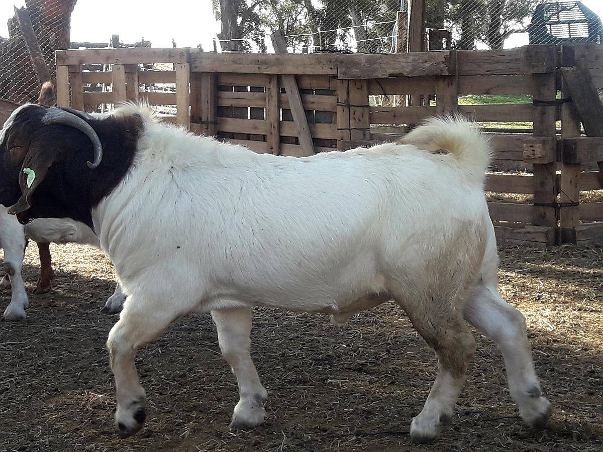 Vendi Chivos y Cabras Boer. - Agroads
