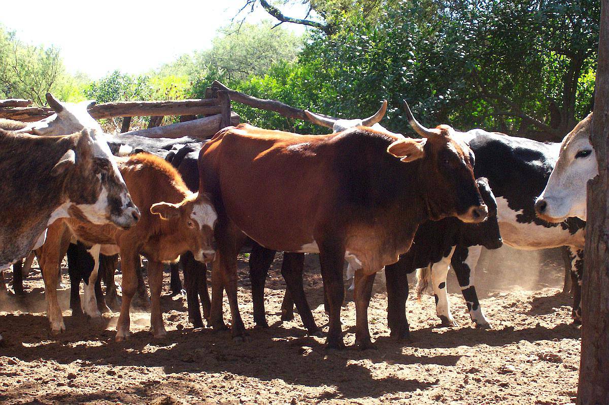 Rodeo Vulmit Delp 45 Vacas CUT Cruza 320 Kg $ 190 + IVA - Agroads