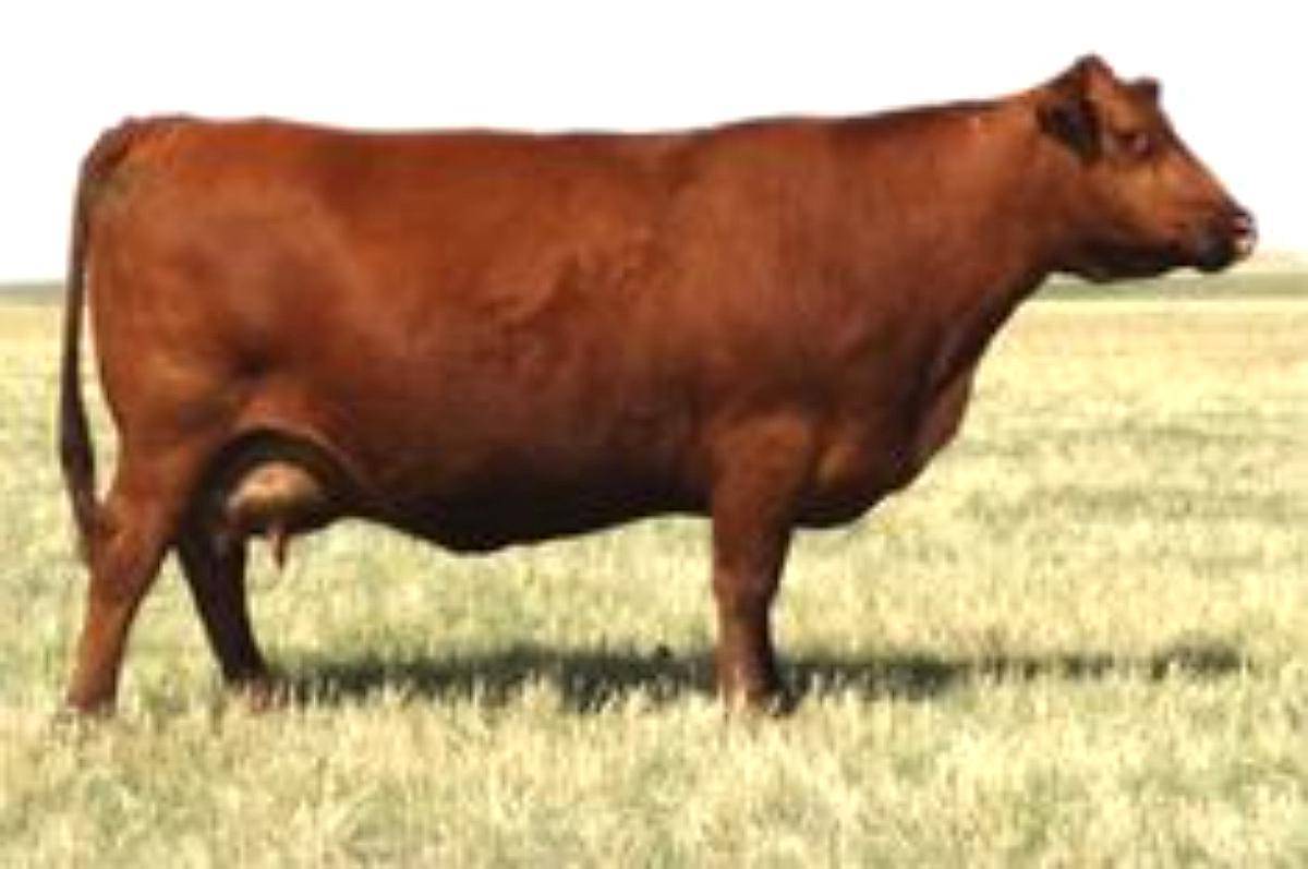 3 Vacas Coloradas + UN Toro Colorado de Regalo - Agroads