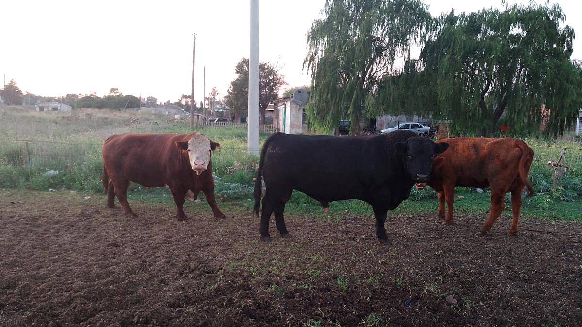 Vendo Rodeo de Vacas de 31 Cabezas(vacas Toro y Terneros - Agroads