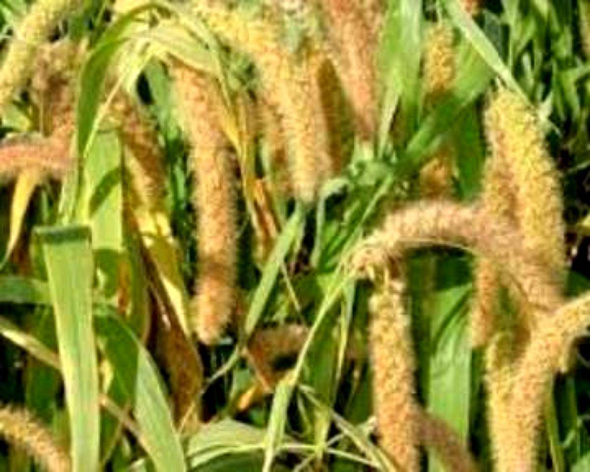 Compramos Moha Semilla y para Consumo de muy Buena Calidad - Agroads