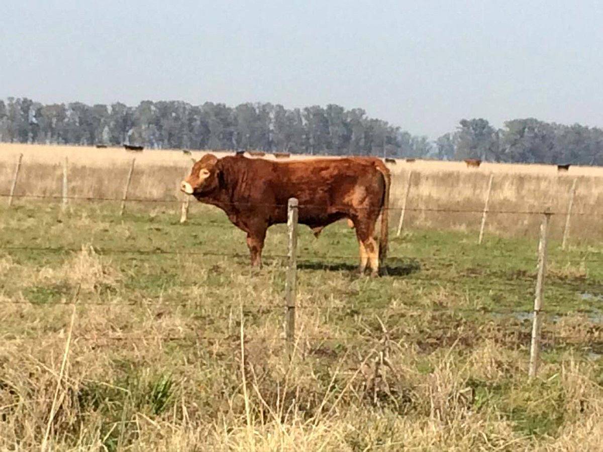 Venta de Toros Limousin - Agroads