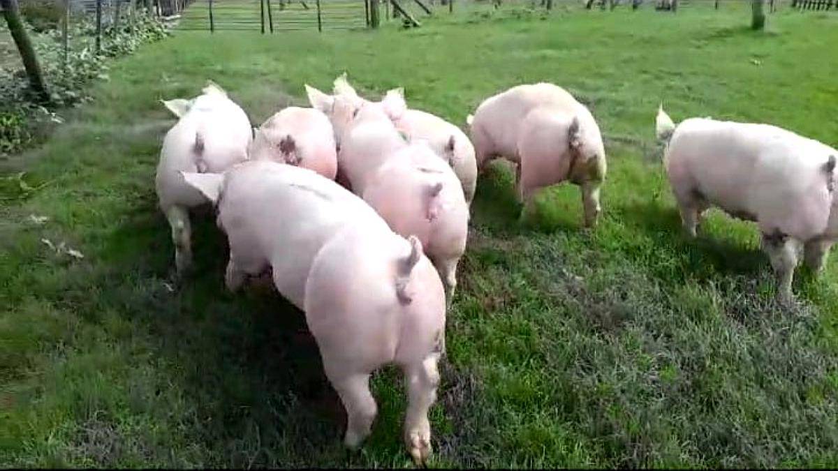 Hembras Landrace X Yorkside III - Agroads