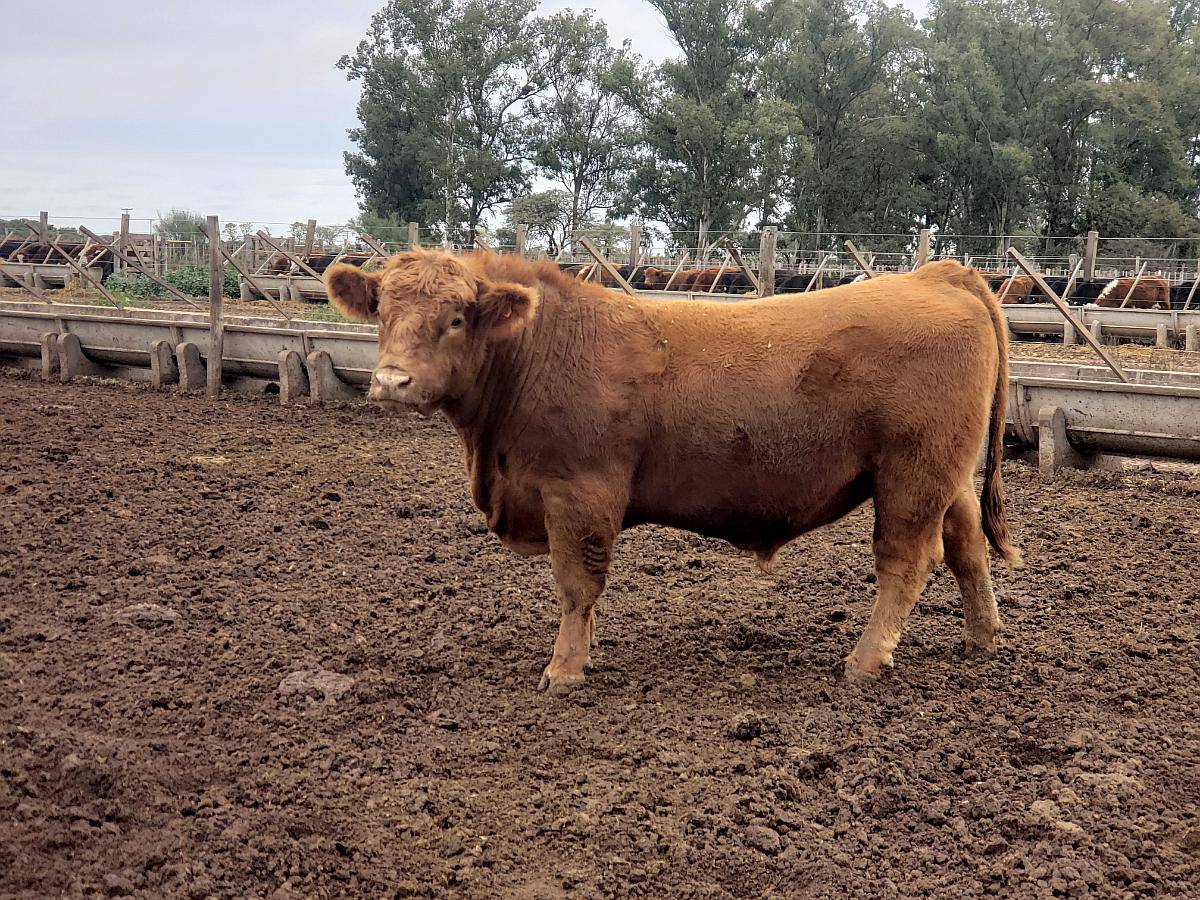 Toros Aberdeen Angus y Brangus - Agroads