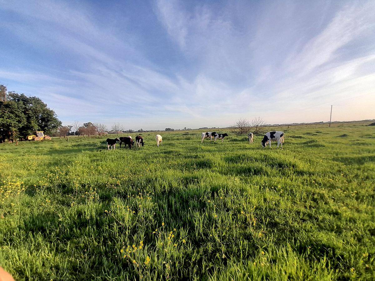 Busco Trabajo Como Tambero - Agroads Empleos