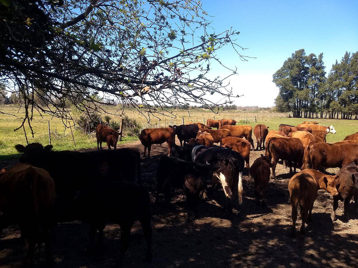 Rodeo de Vacas Completo - Agroads