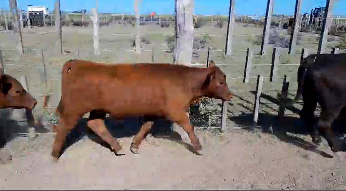 Angus Negros y Colorados - Agroads