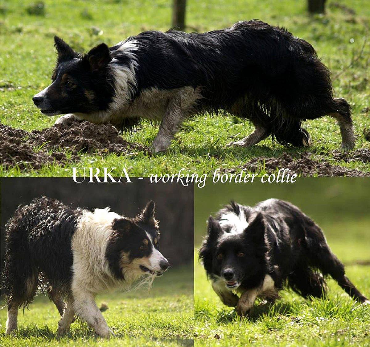 Vendo COW Dogs(perro Vaquero, Border Collie, Criadero Fca). - Agroads