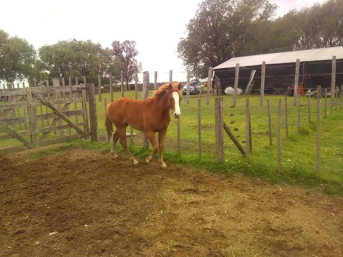 Potranca Cruza Cuarto de Milla - Agroads