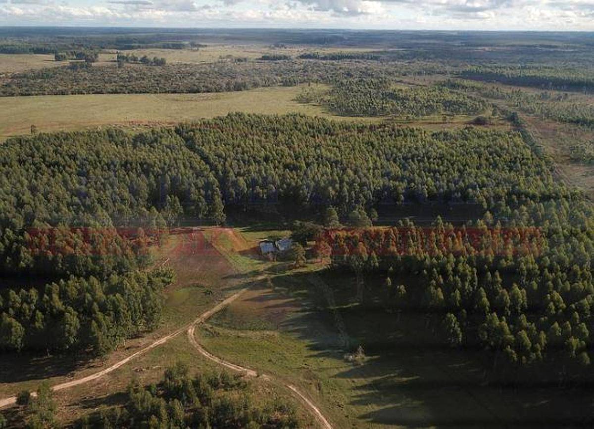 Campo en Venta, Concordia Entre Ríos, 142 Has. - Agroads