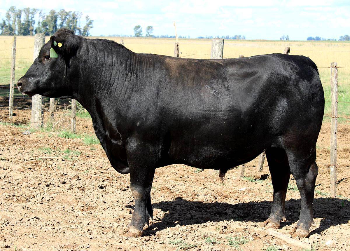 Toro Angus Puro Controlado Negro - Agroads