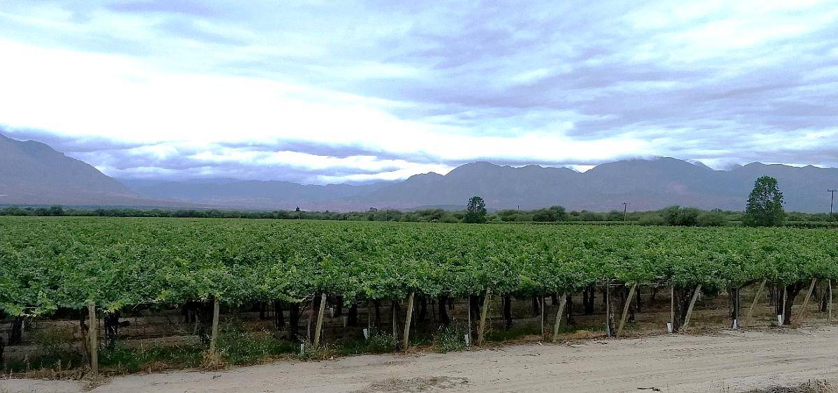 50 Has Viñedos en Producción, Animaná, Salta. 50 hectáreas. - Agroads