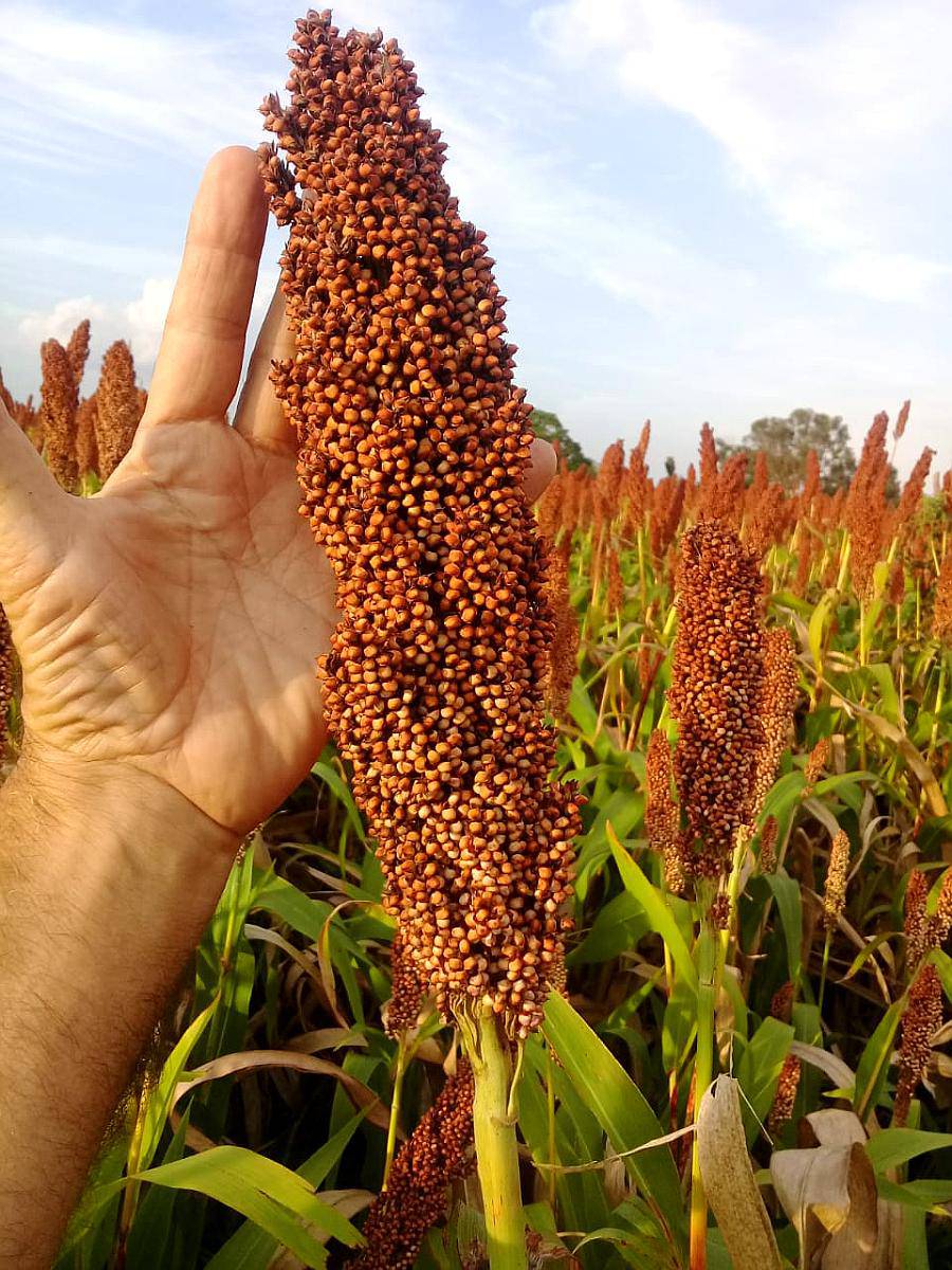Sorgo Graníero el Sorgal Máximo - Agroads