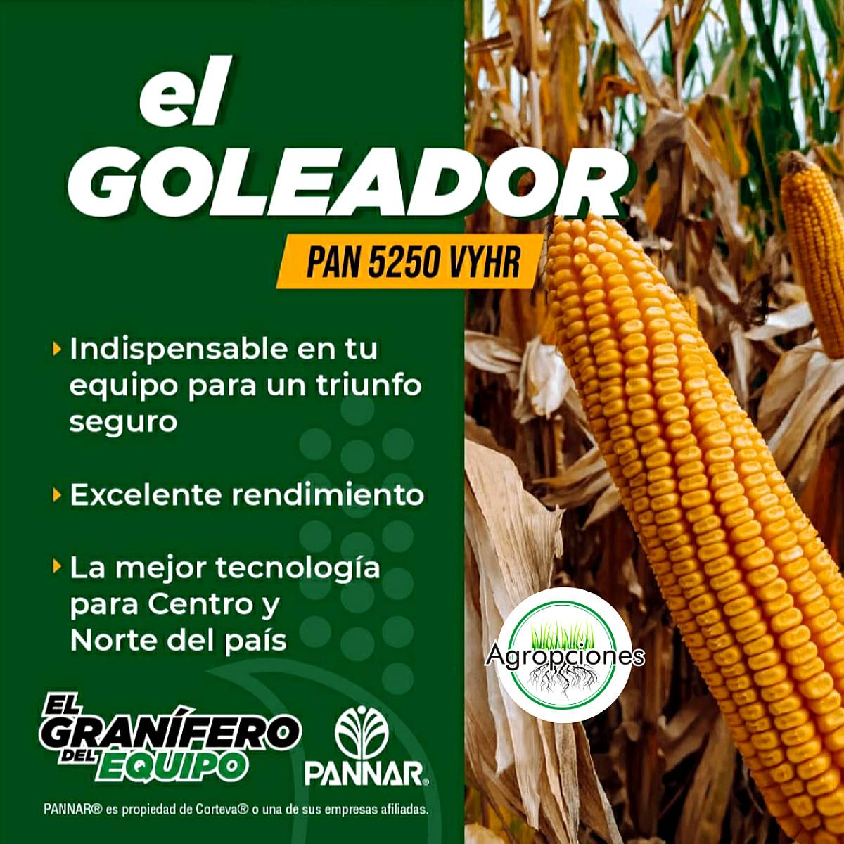Semilla de Maiz PAN 5250 Vyhr - Produsem / Pannar - Agroads