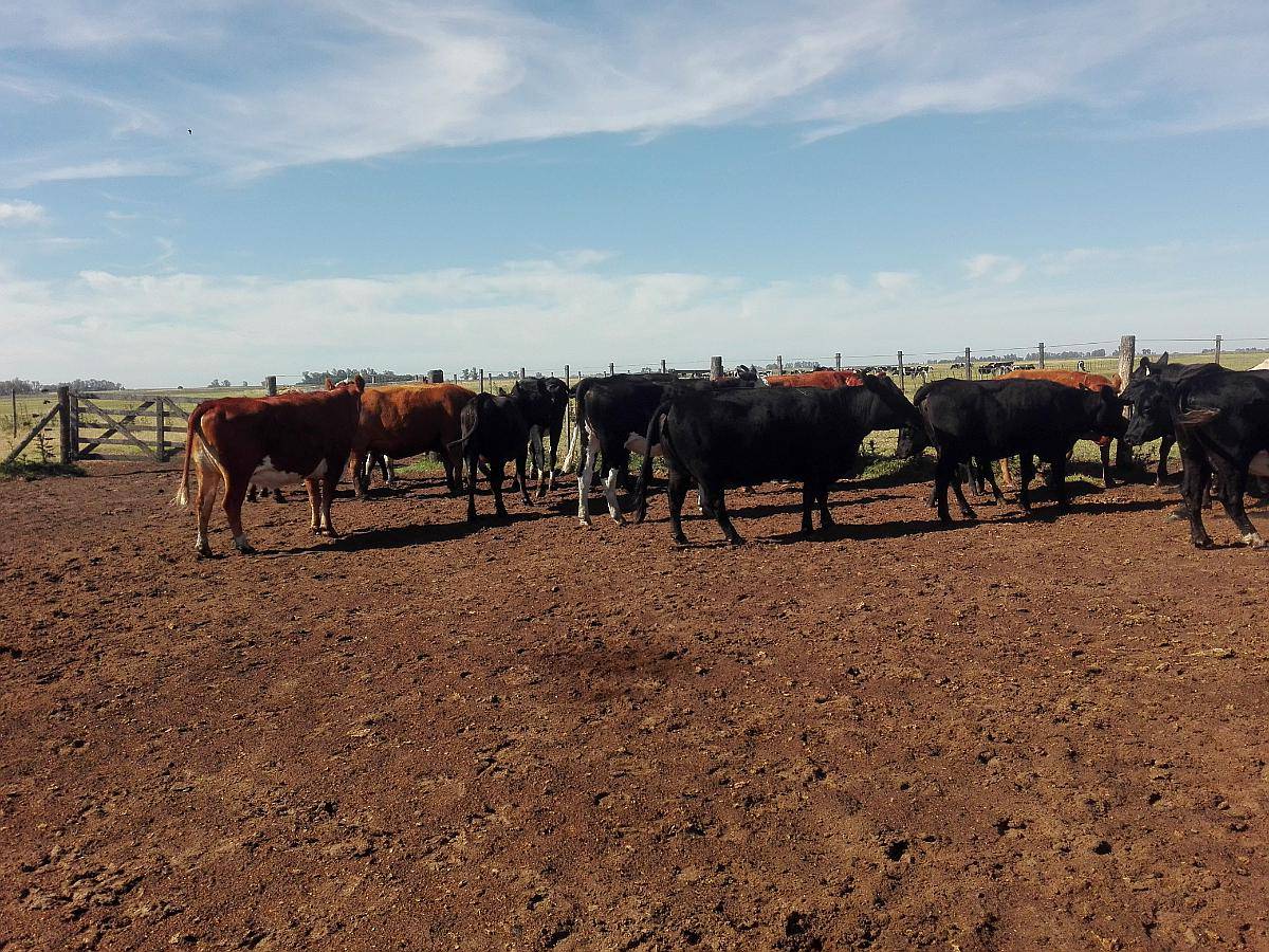 31 Vacas Nuevas Preñadas[parición Mayo/junio] - Agroads