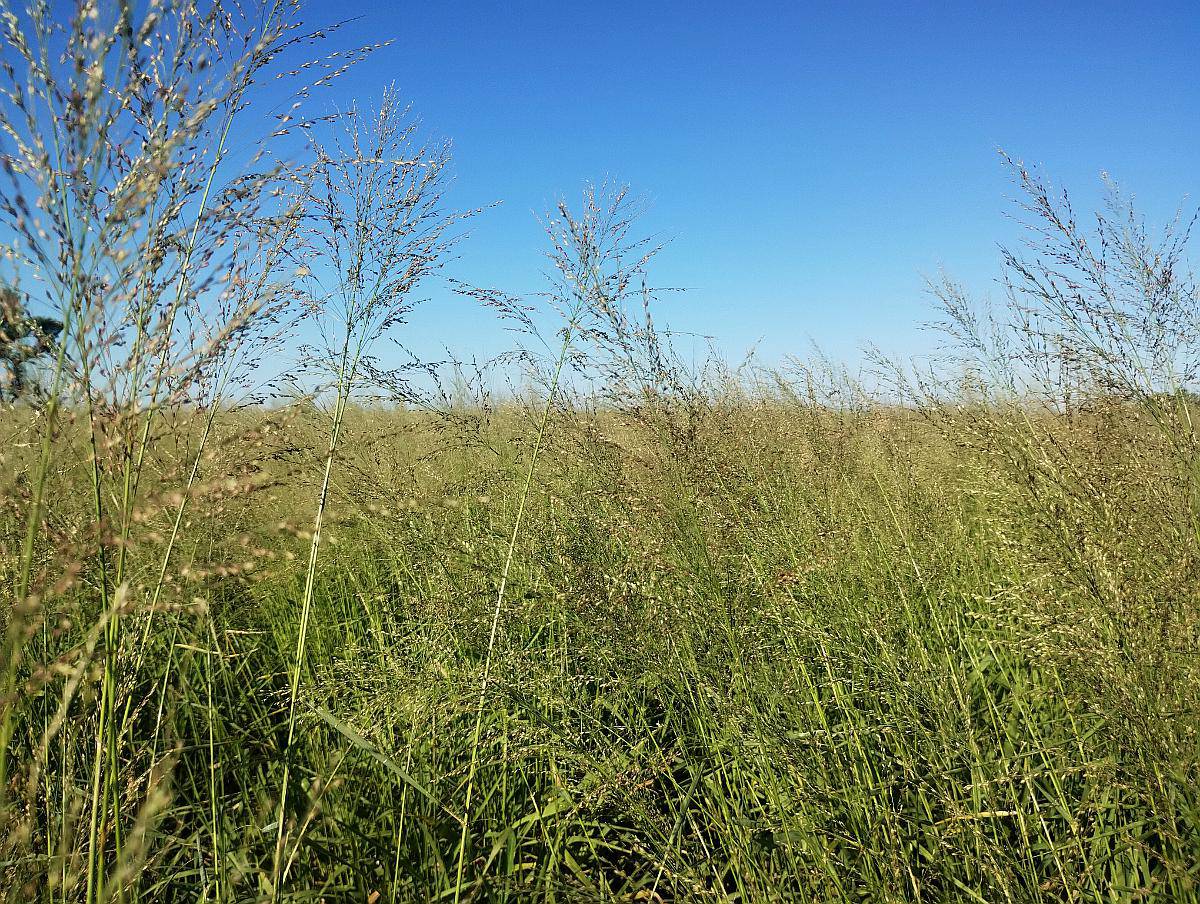 Semilla de Gatton Panic Natural Clasificada - $ 6.500 - Agroads