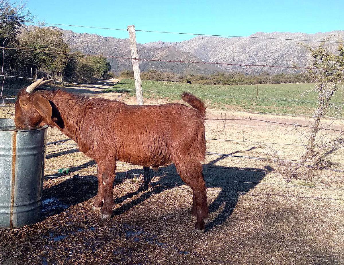 Reproductor Macho Boer Chivo - Agroads