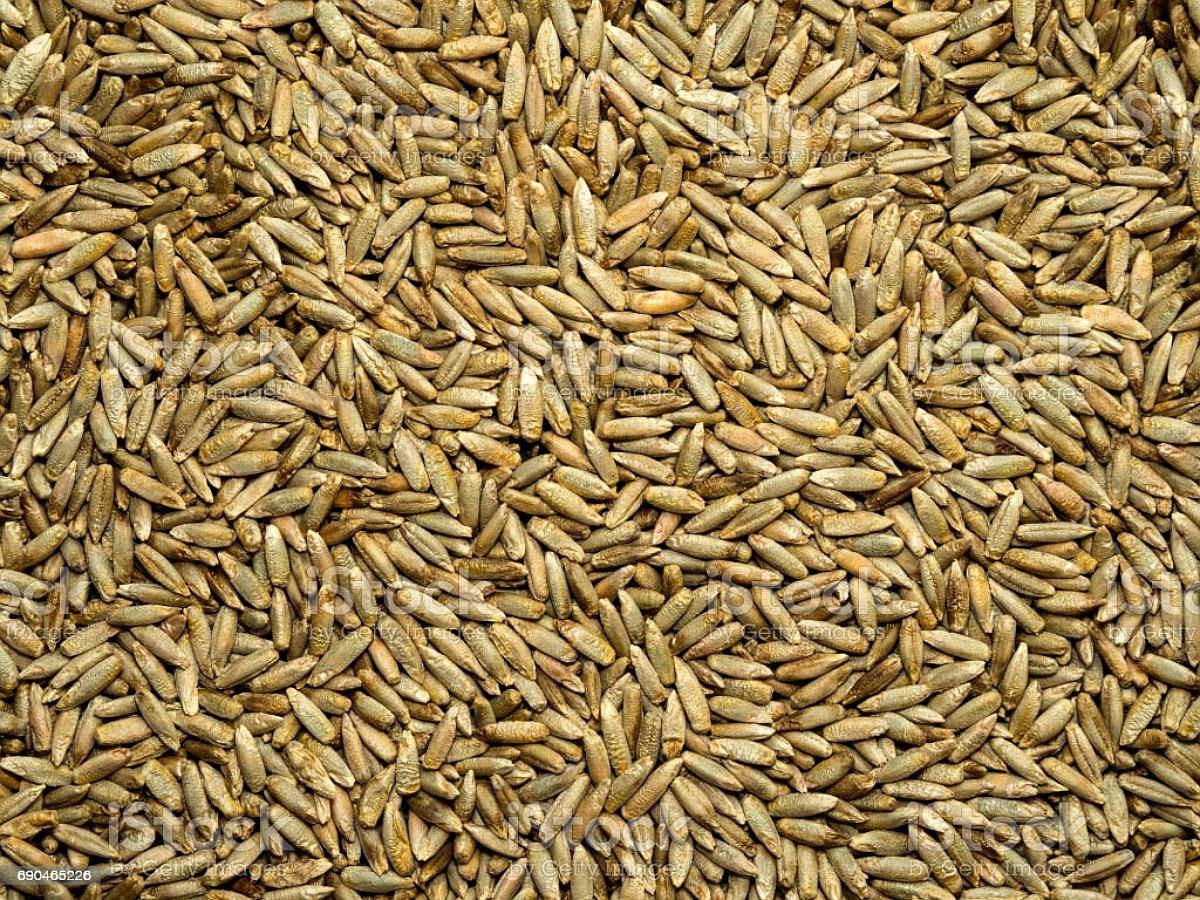 Semilla de Centeno Cosecha 2021 - $ 50 - Agroads