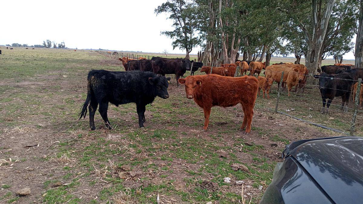 Terneros Aberdeen Angus Castrados Destetados - Agroads