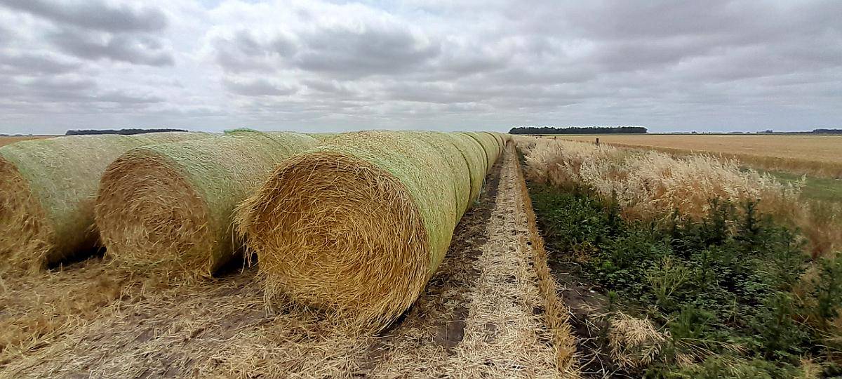 Rollo Cola de Cebada 2023 - $ 16.000 - Agroads