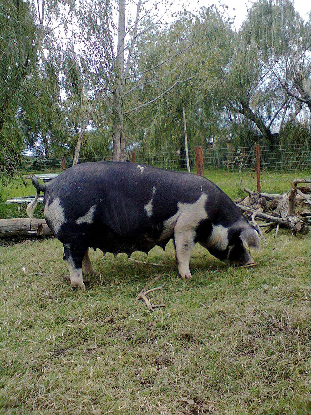 Porcinos - Padrillos, Cerdas e Híbridos. Carneros y Borregas - Agroads