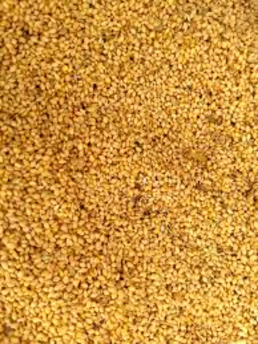 Vendo Semilla de Moha Colorada Gigante - Agroads