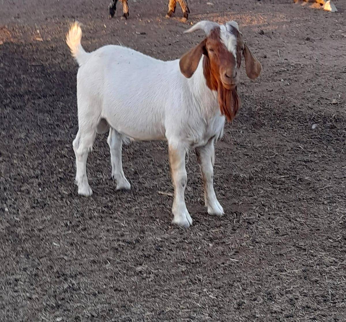 1 Hembra Boer Pura de 1 año y 3 Meses - Agroads