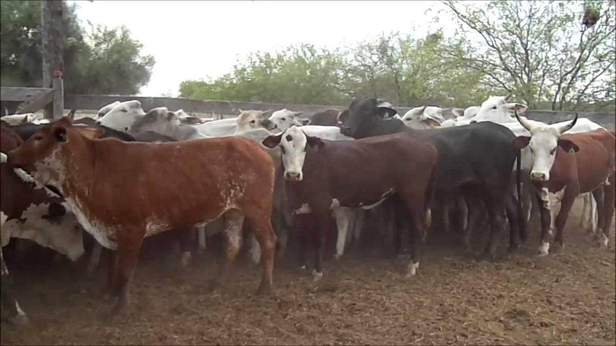 Rodeo 50 Vacas Cruza CUT y Descarte 320/340 Kg $ 180 + Iiva - Agroads