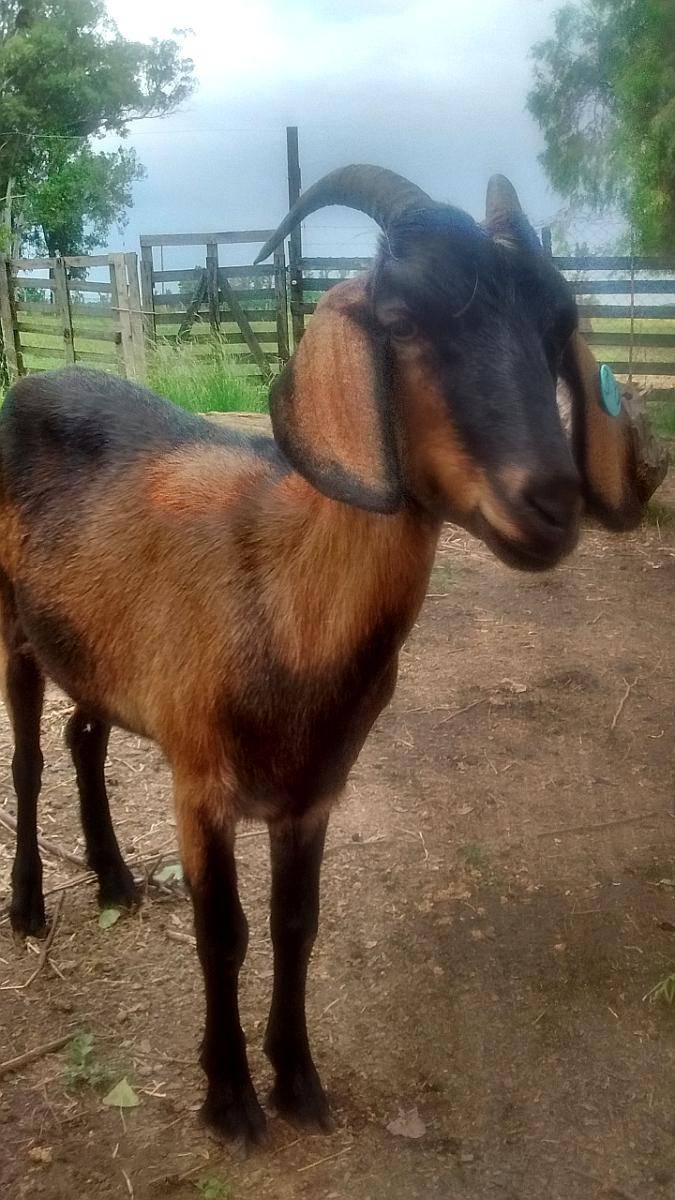 Cabritas 5 Meses Lecheras - Agroads