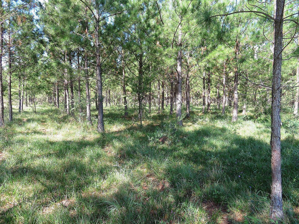 Perugorria - 5.208 Ha - Corrientes. 5208 hectáreas. - Agroads