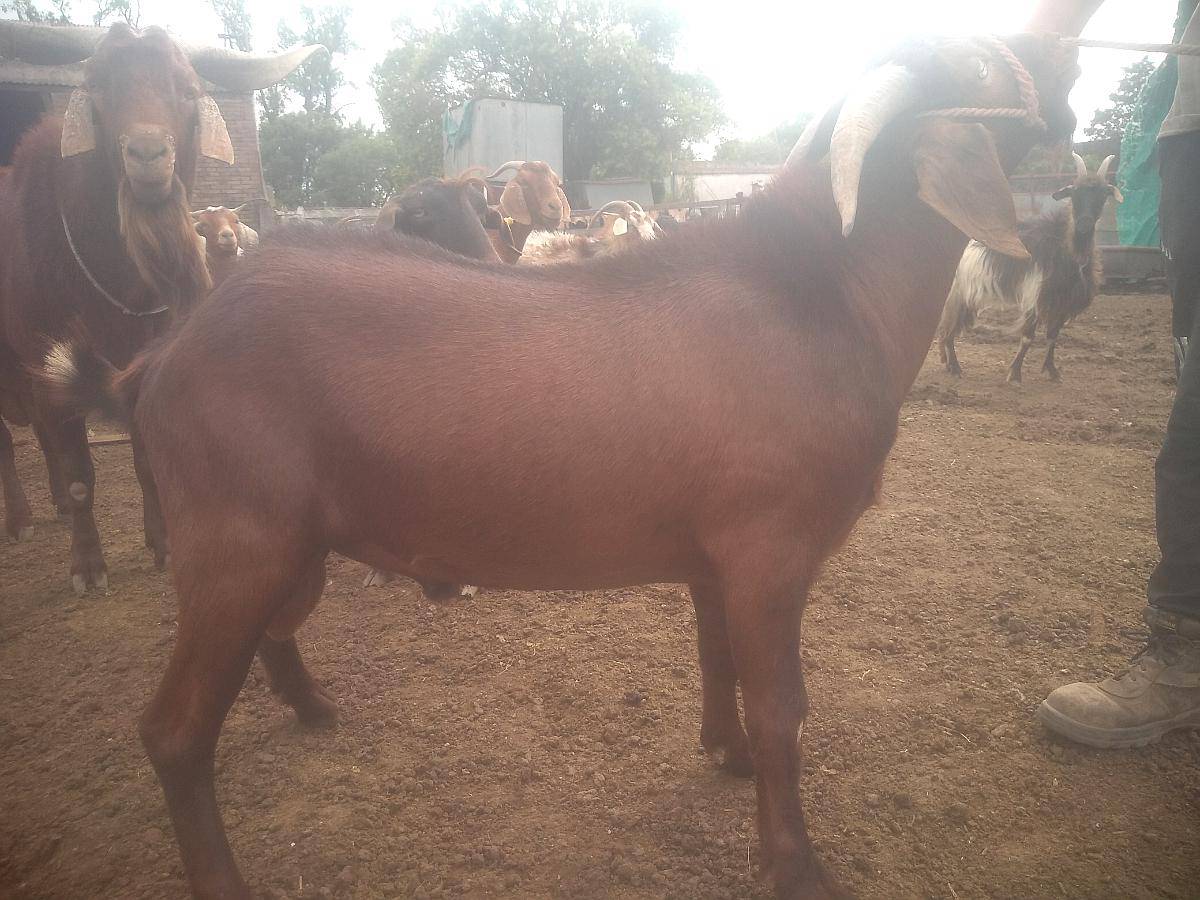 Vendo Lote de Chivos - Agroads