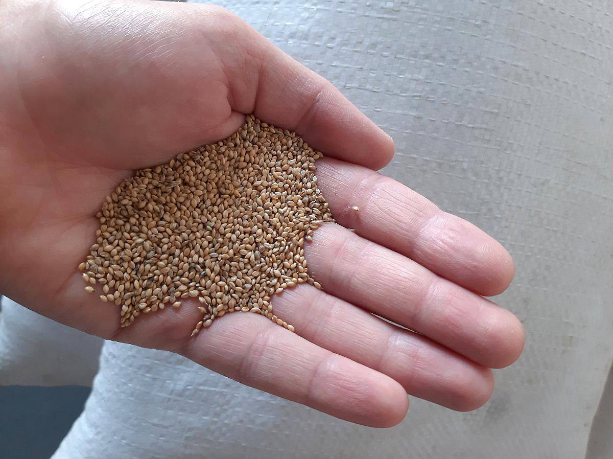 Vendo Semilla de Moha Variedad Gigante Colorada - $ 290 - Agroads