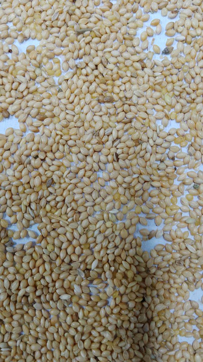 Semilla de Moha a Granel - Agroads