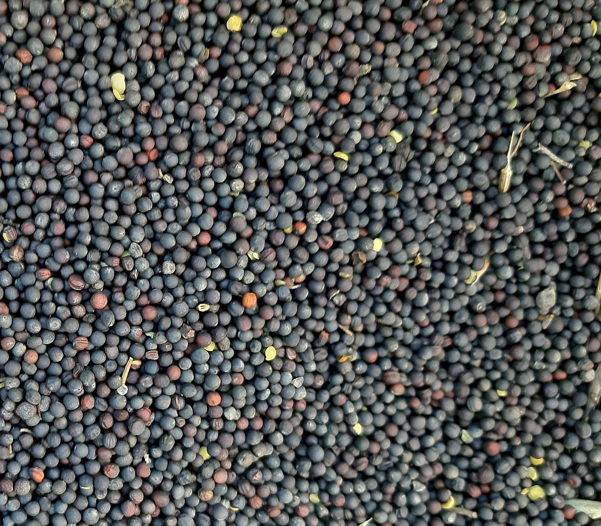 Semilla de Colza - Brasica SPP - $ 125 - Agroads