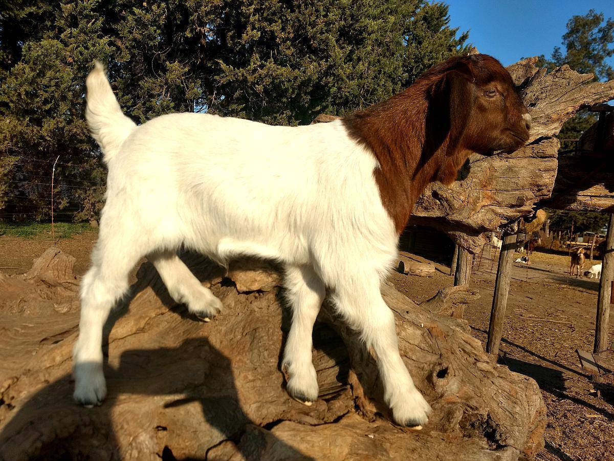 Caprinos Bóer para Padrillo. - Agroads