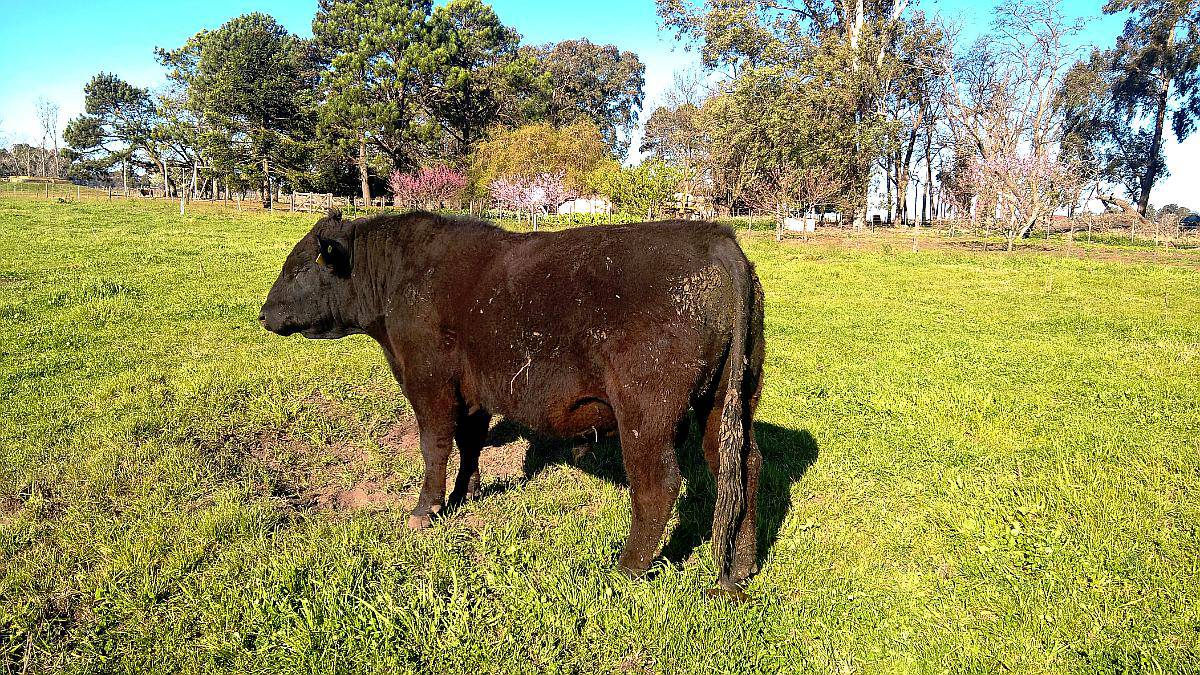 Toros Aberdeen Angus Negro 2 Años Servicio ya - Agroads