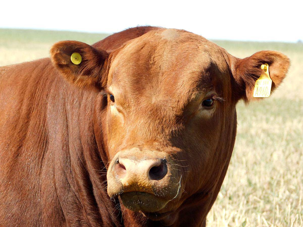 Toros Limangus Madres Val-padres PC - Agroads