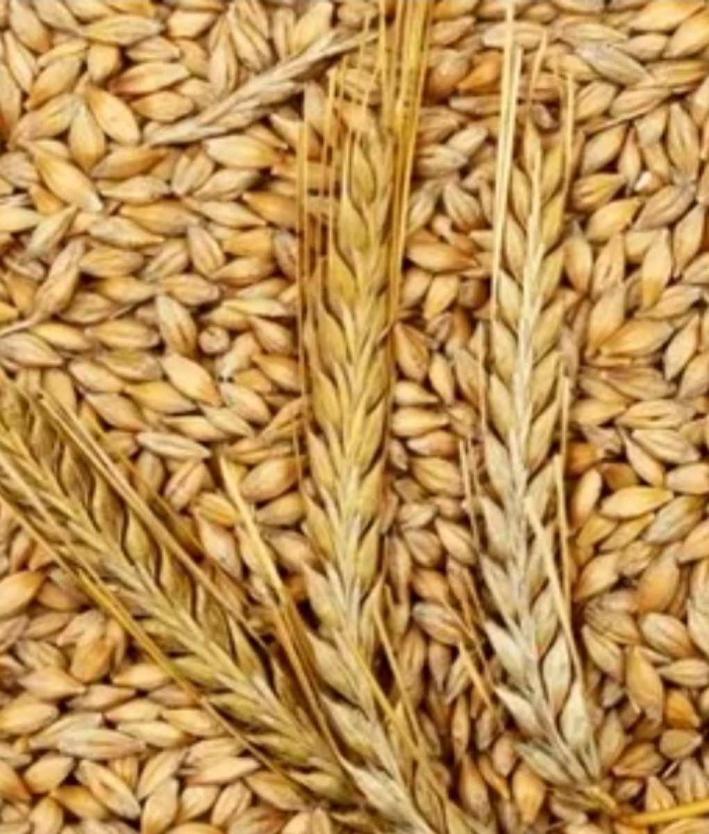 Cebada Forrajera Buen PG - Agroads