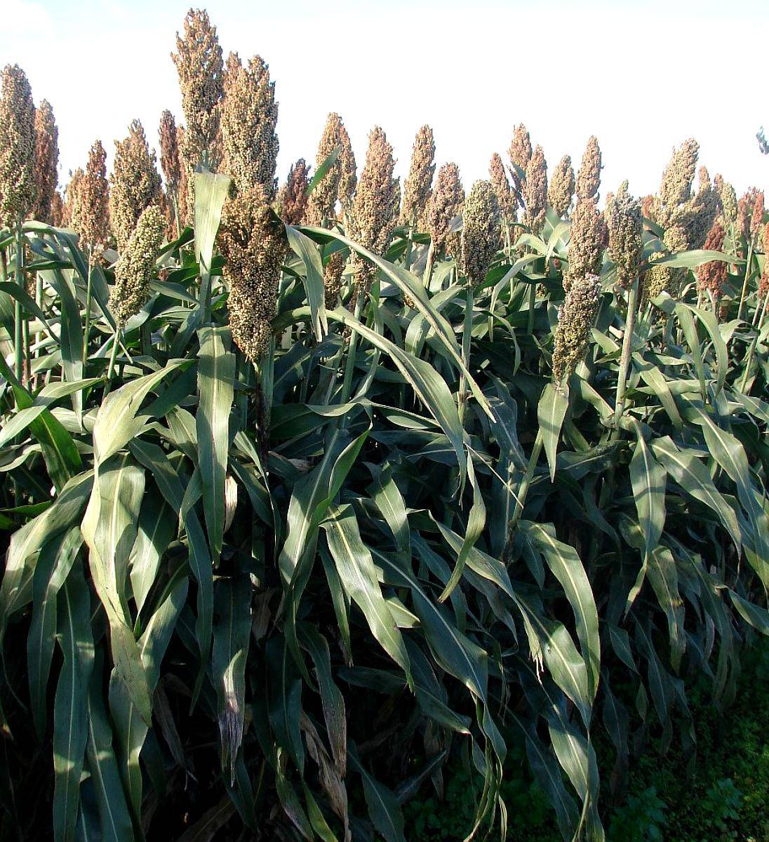 Criadero el Sorgal Lihuel Sorgo Granífero Doble Propósito - Agroads