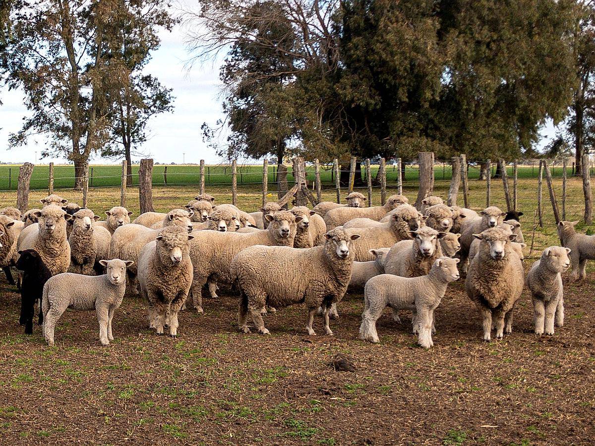 Corderos Corriedale de 1 a 4 Meses - Agroads