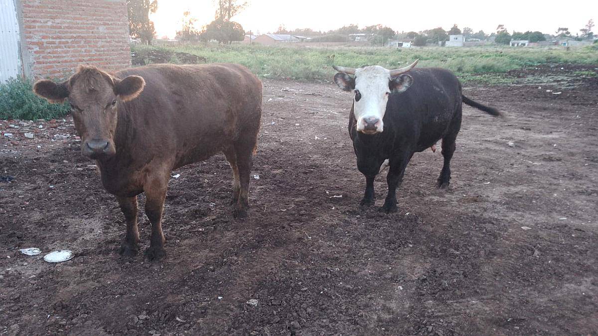 Vendo Rodeo de Vacas de 31 Cabezas(vacas Toro y Terneros - Agroads