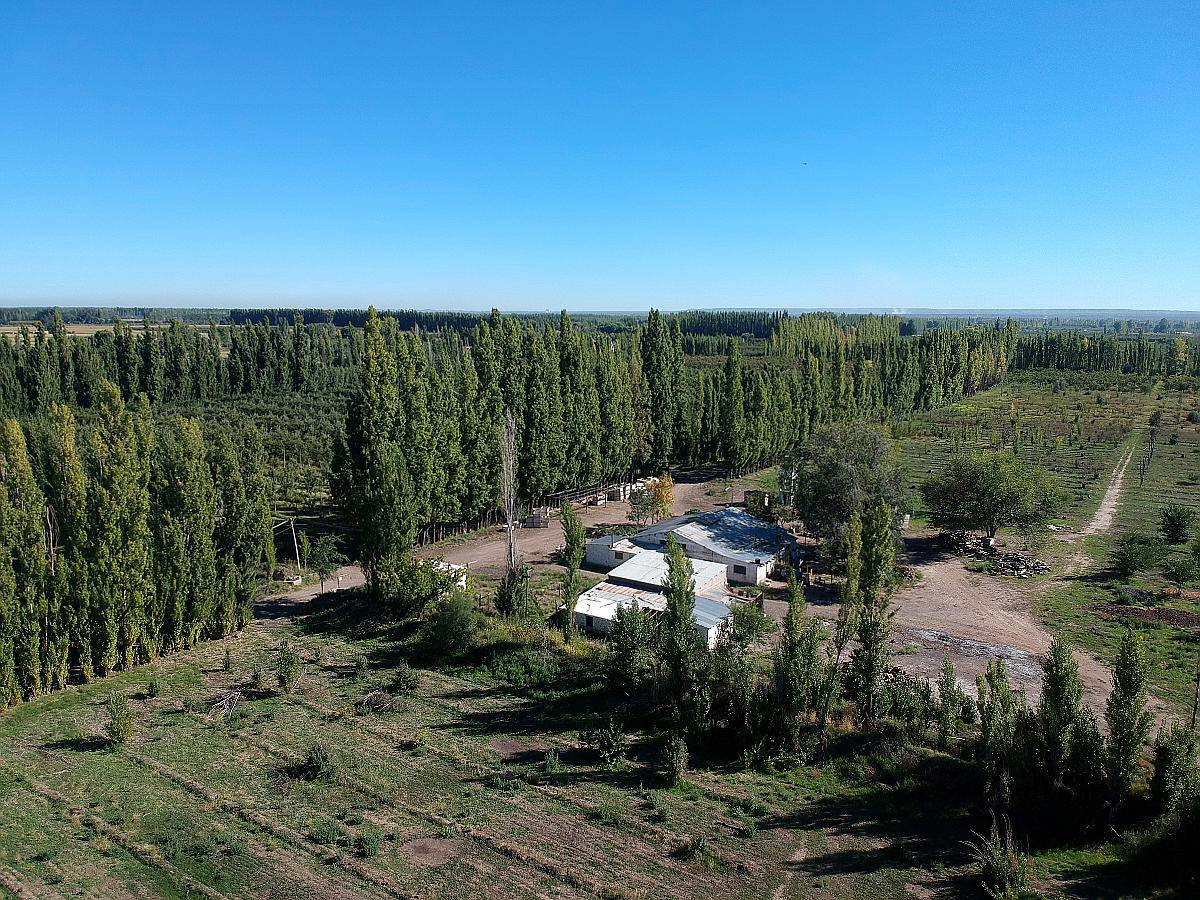 Chacra 59 Hectáreas en Allen, Río Negro - u$s 7.500 / ha - Agroads